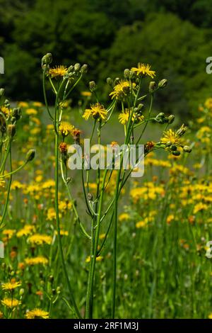 meadow hawkweed (Pilosella caespitosa Stock Photo - Alamy