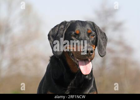 Slovensky Kopov portrait, headshot Stock Photo - Alamy