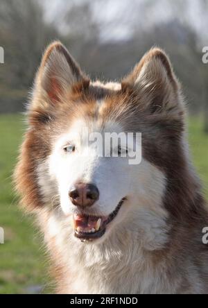 Portrait of a siberian husky looking at the camera with mouth open on a ...