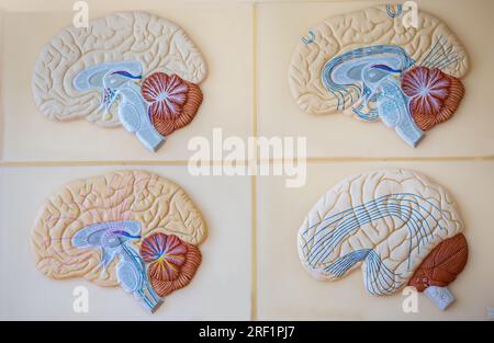 the human brain, the most complex organ of our body the human brain ...