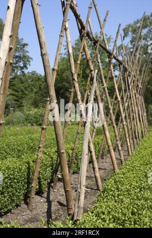 Beanstalks in the vegetable garden Stock Photo - Alamy