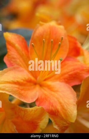 Azalea Deciduous Rhododendron 'Annabella Stock Photo - Alamy