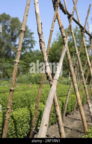 Beanstalks in the vegetable garden Stock Photo - Alamy