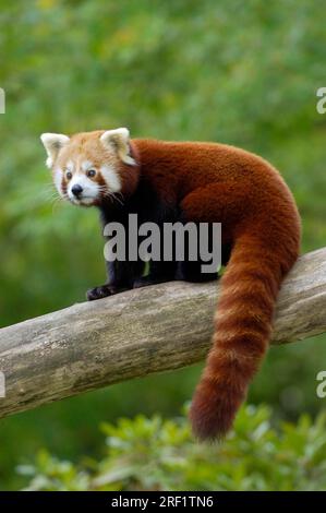 Red Panda (Ailurus fulgens), Cat Bear, Cat Bear, Lesser Pandas, Cat ...