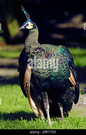 Green peafowl Pavo muticus, adult male portrait, Ban Hong Forest, Chang ...