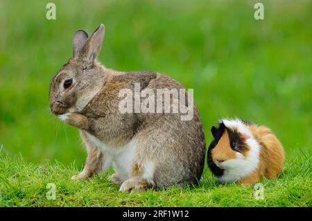Dwarf rabbits and guinea pigs, domestic rabbits Stock Photo - Alamy
