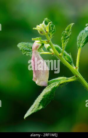 Pedaliaceae Sesame Sesamum indicum Stock Photo - Alamy