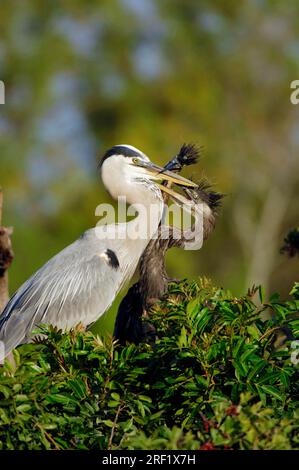 Mature Great Blue Heron (Ardea herodias). May in Acadia National Park ...