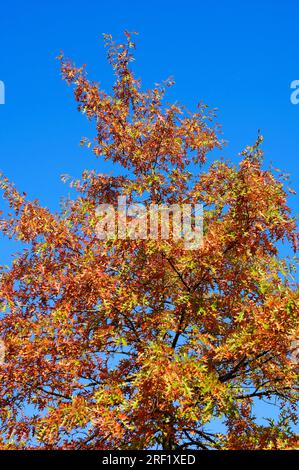 Scarlet oak (Quercus coccinea) in fall foliage. Twigs with leaves ...