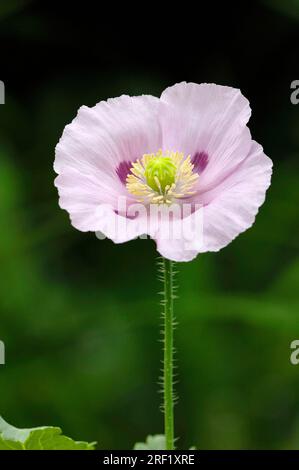 pink flower of ornamental poppy (Papaver), Germany Stock Photo - Alamy