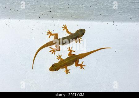 Two spiny-tailed house geckos are mating at the window Stock Photo - Alamy