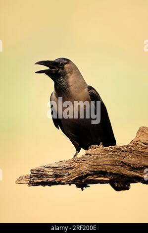 House crow (Corvus splendens), adult feeding on the wound of the broken ...