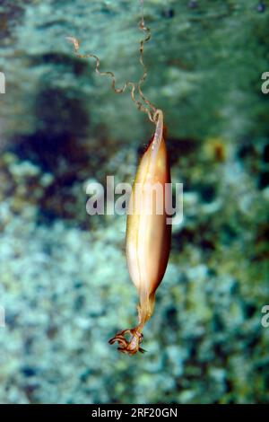 Lesser small-spotted catshark (Scyliorhinus canicula) 'Mermaid purse ...