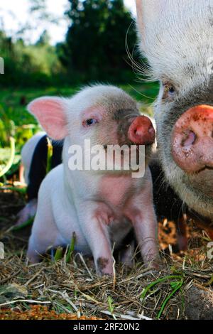 Mini Pig, Piglet, Pig, Pigs, Dwarf Pig, Mini Piglet Stock Photo - Alamy