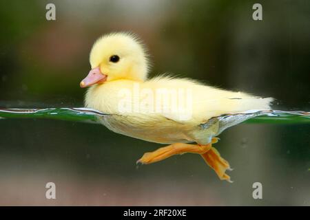 Domestic duck, chick, lateral Stock Photo - Alamy
