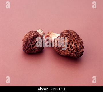 Morels (Morchella vulgaris), Edible morel, Grey morel Stock Photo - Alamy
