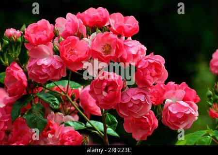 Shrub rose (Rosa Angela Stock Photo - Alamy
