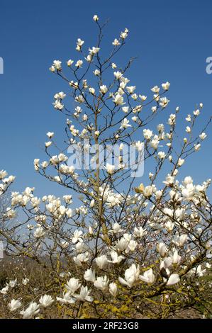Magnolia 'Emma Cook Stock Photo - Alamy