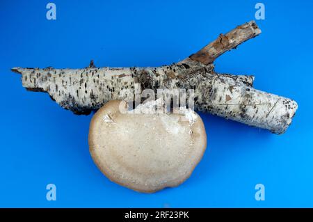 Birch polypore (Piptoporus betulinus), medicinal mushrooms Stock Photo ...