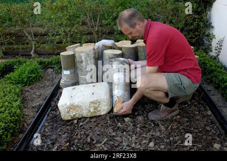 Mushroom cultivation, logs inoculated with mushroom mycelium Stock ...