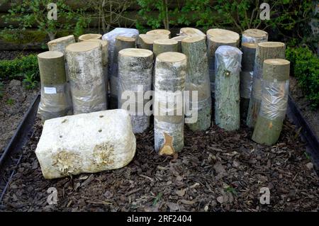 Mushroom cultivation, logs inoculated with mushroom mycelium Stock ...