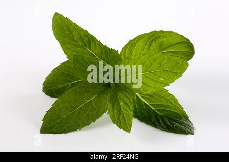 English Spearmint (Mentha spicata), Green mint Stock Photo - Alamy