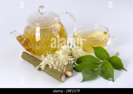 Elder (Sambucus nigra), bark and flowers Stock Photo - Alamy
