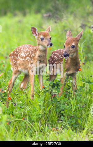 Two white-tail deer fawns frolic in a sunny spot in the woods outside ...