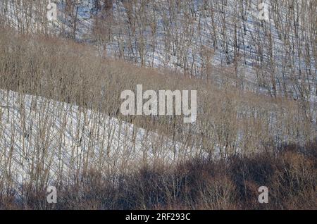 Deciduous forest in winter. Kushiro Shitsugen National Park. Kushiro ...