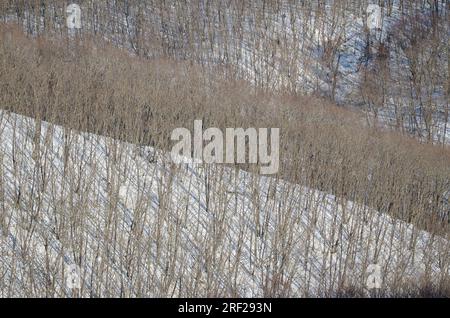 Deciduous forest in winter. Kushiro Shitsugen National Park. Kushiro ...