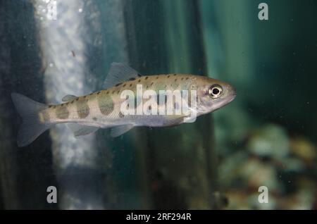 Juvenile masu salmon Oncorhynchus masou masou. In controlled conditions ...