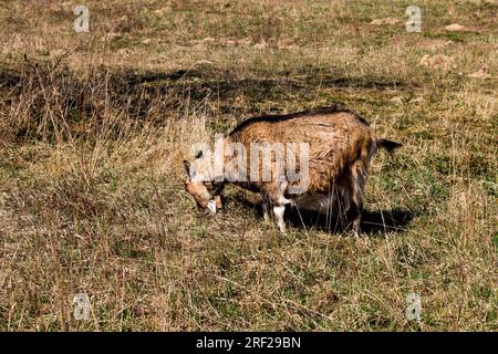 Close up of one goat during day Stock Photo - Alamy