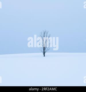 Lone tree in a snowfield, Biei, Hokkaido, Japan Stock Photo - Alamy
