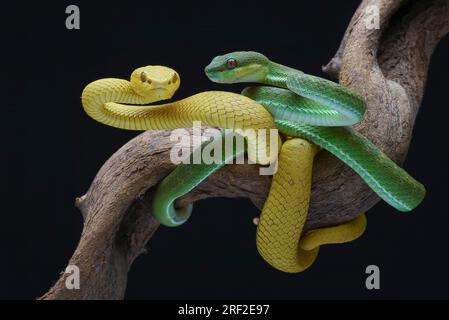 Two vipers on a tree branch Stock Photo - Alamy