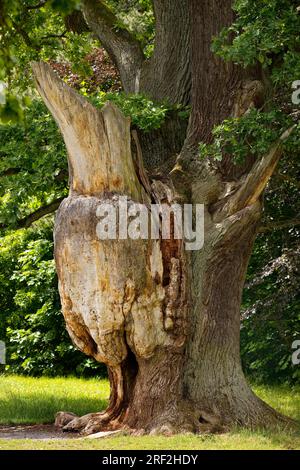 very old, large oak with dead trunk due to lightning and tree canker ...