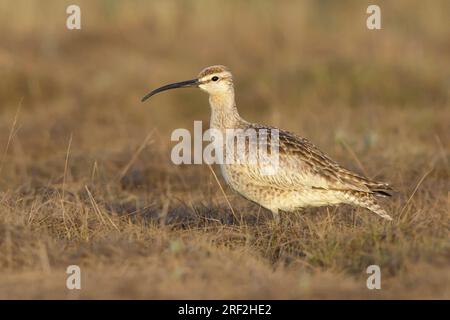Hudsonian Curlew (Numenius hudsonicus), on the ground, USA, Alaska ...