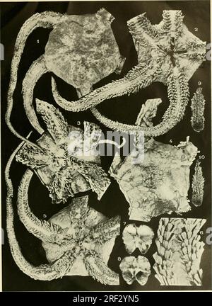 Echinodermata Ophiuroidea (1922 Stock Photo - Alamy