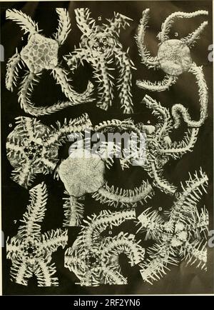 Echinodermata Ophiuroidea (1922 Stock Photo - Alamy