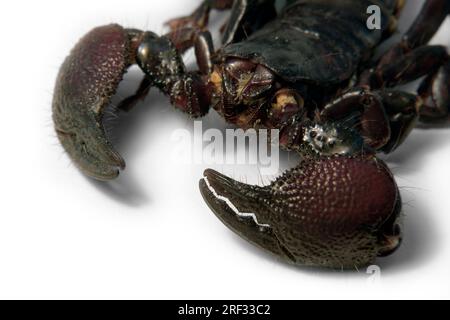 studio photography of a Pandinus Imperator detail in light back Stock ...