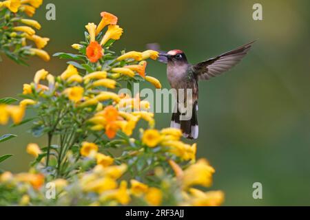 Tolima Blossomcrown, Ukuku rural lodge, Tolima, Colombia, November 2022 ...