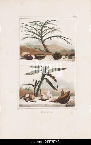 Le calebassier. Le bananier 1835 by Charles Etienne Pierre Motte Stock ...