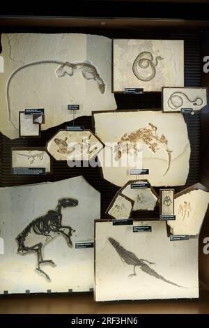 interior shot of Visitor Center of Fossil Butte National Monument ...
