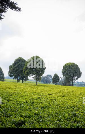 Kiambu County Limuru Tea Farm plantation in Kiambu County, Kenya Tea is ...