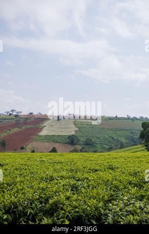 Kiambu County Limuru Tea Farm plantation in Kiambu County, Kenya Tea is ...