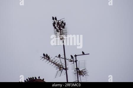 Starlings congregate on TV antennas on a rooftop Stock Photo - Alamy