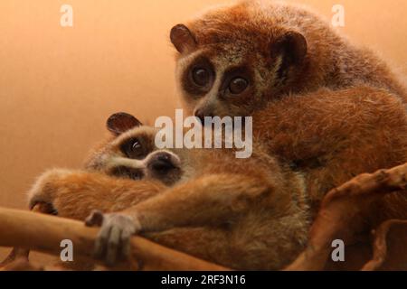 closeup of a slow lorises Stock Photo - Alamy
