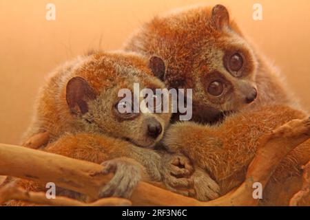 closeup of a slow lorises Stock Photo - Alamy