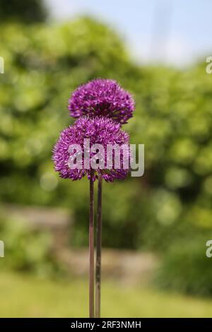 A closeup of green allium flowers in a vase near a white wall Stock ...