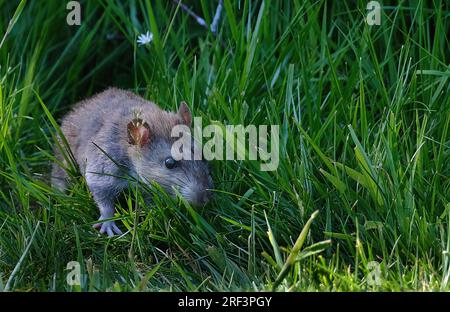 Rats are various medium-sized, long-tailed rodents. Species of rats are ...