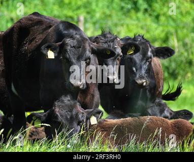 Cattle are large, domesticated, bovid ungulates. They are prominent ...